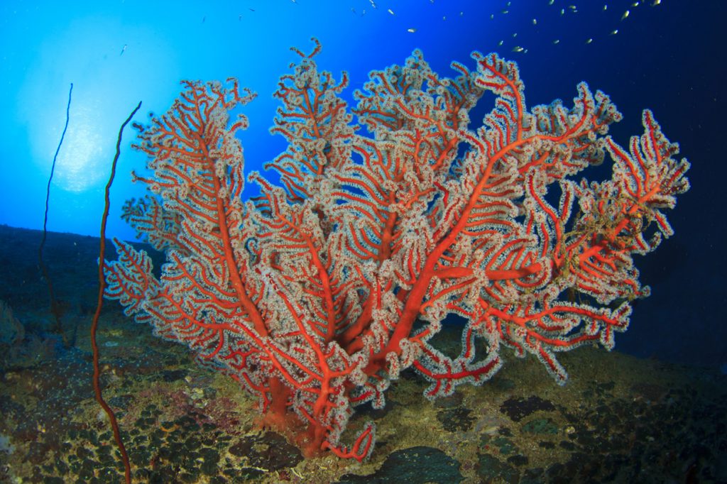 Coral – Collège Gourdeliane